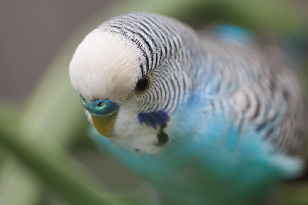 ¿Cómo cuidar un periquito? | La Arboleda