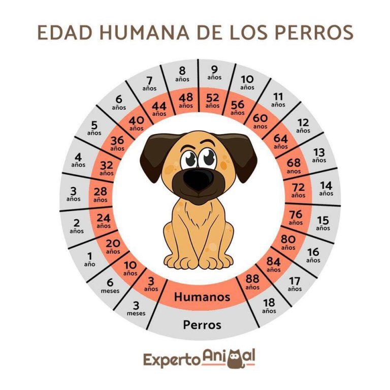 Las 5 mejores infografías que te explican todo lo que debes saber sobre ...