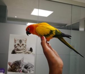 Animales exóticos: Cotorra del Sol | La Arboleda