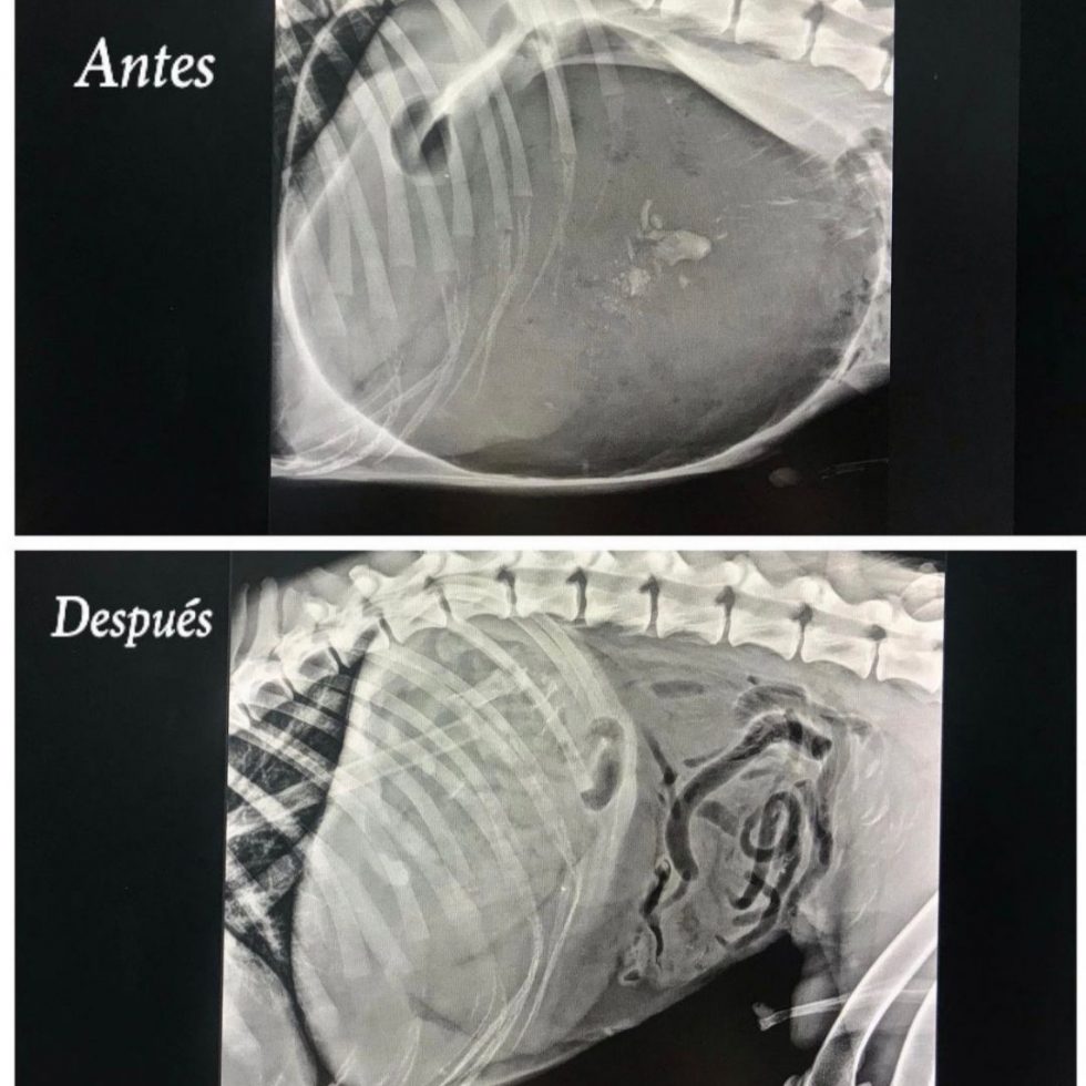 ¡Urgencias veterinarias en nuestro Hospital! | La Arboleda