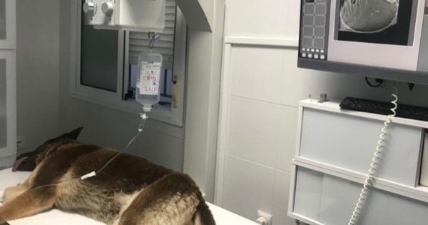 ¡Urgencias veterinarias en nuestro Hospital! | La Arboleda