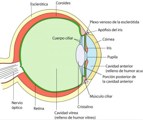Oftalmología